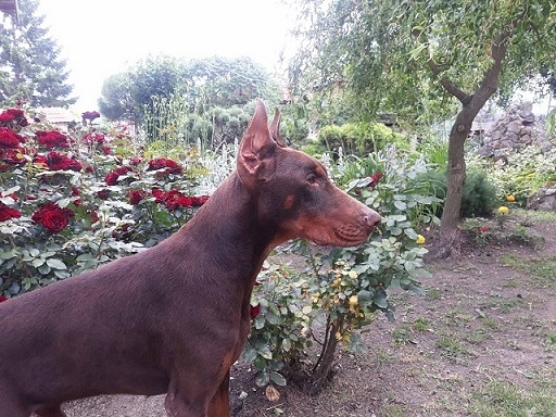 Doberman , muzijak na prodaju