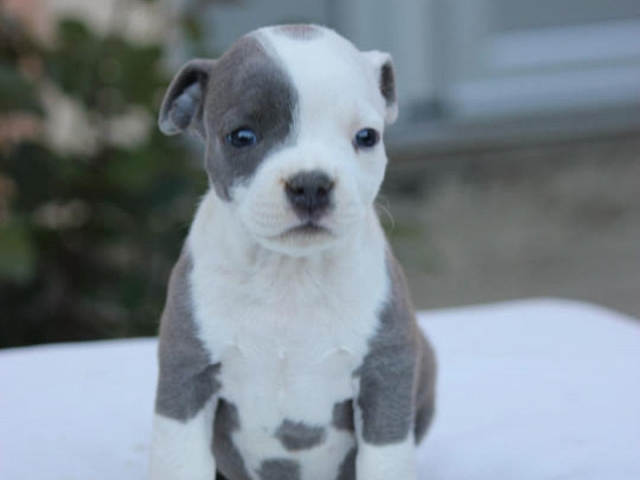 AMERIČKI STAFORDSKI TERIJER - izlozbenog porekla
