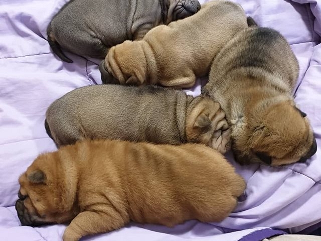 Shar Pei stenci