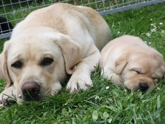 Labrador retriver i bullmastif stenci na prodaju