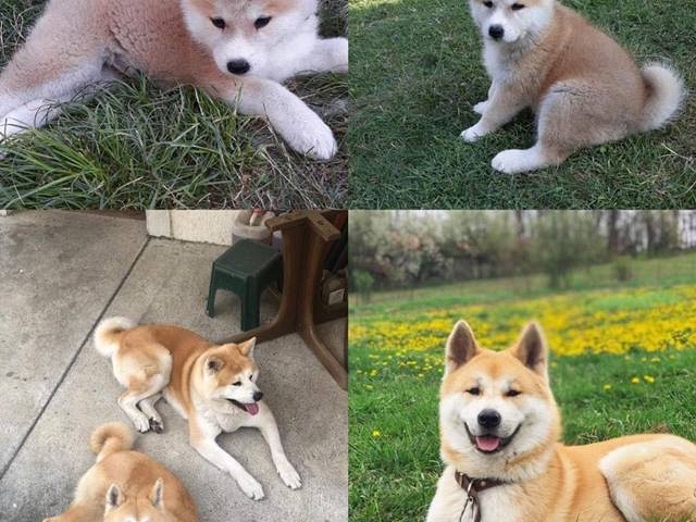 Akita inu, prelepa štenad