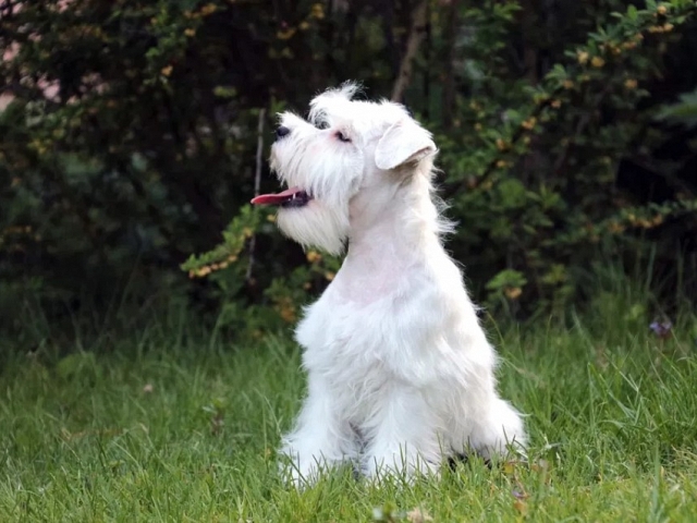Patuljasti,srednji snaucer i veliki šnaucer stenci