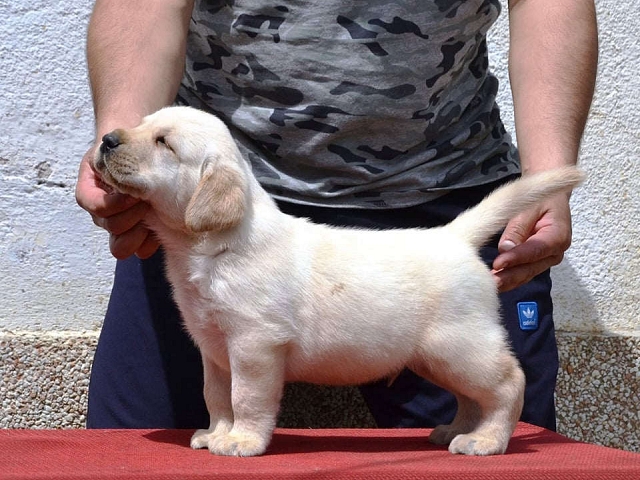 LABRADOR RETRIVER vrhunskog kvaliteta