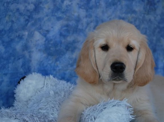 Zlatni retriver, prelepi štenci