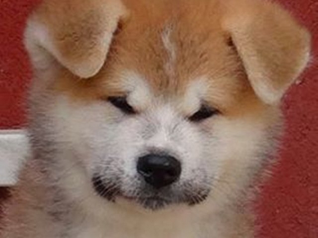 Akita Inu