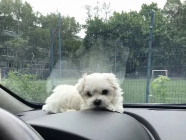 Maltezer i coton de tulear stenci na prodaju