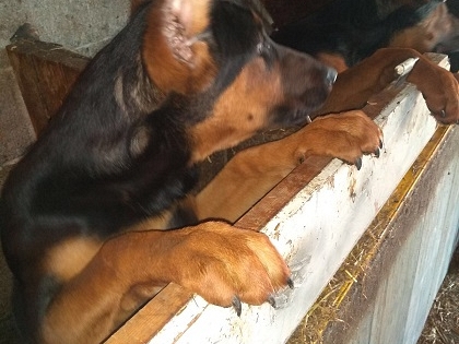 Doberman štenci
