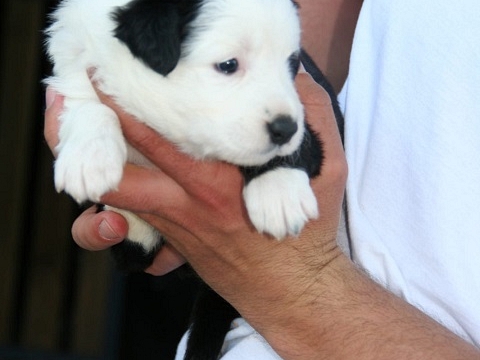 Border Collie štenci