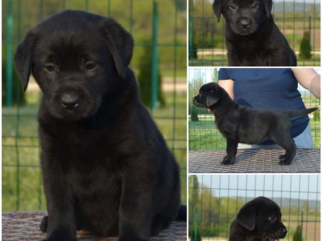 Labrador retriver stenci