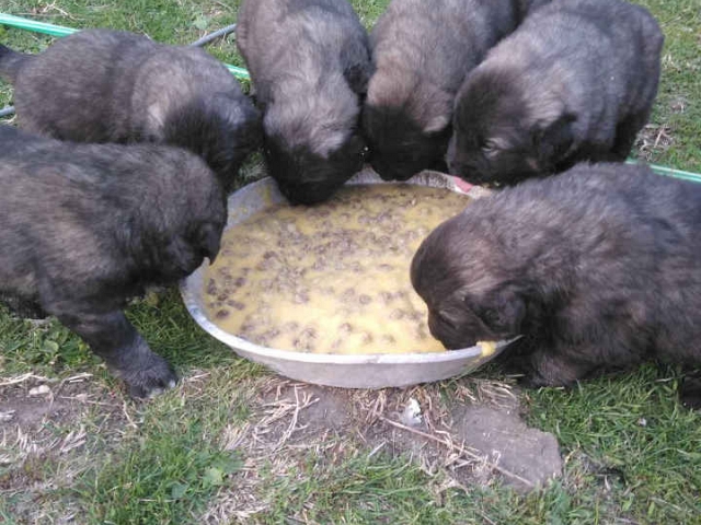 SARPLANINAC stenci sampionskog porekla