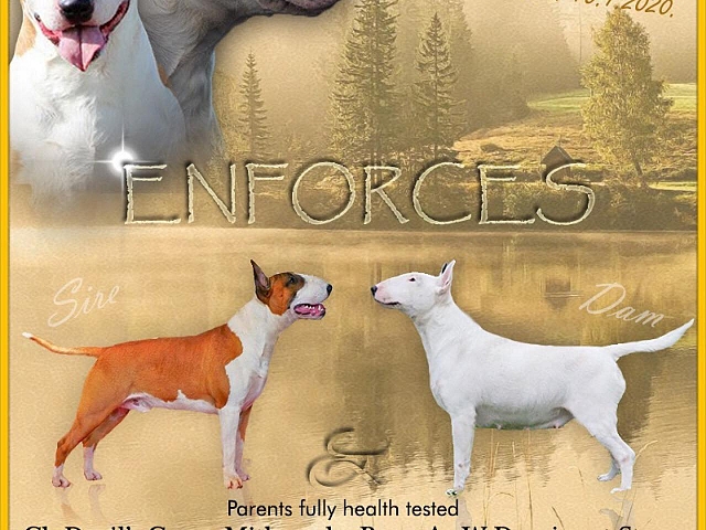 Engleski bullterijer štenci