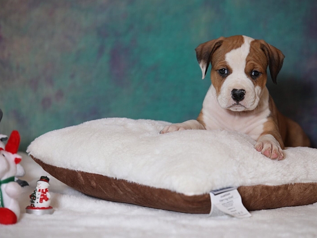 Američki stafordski terijer štenci