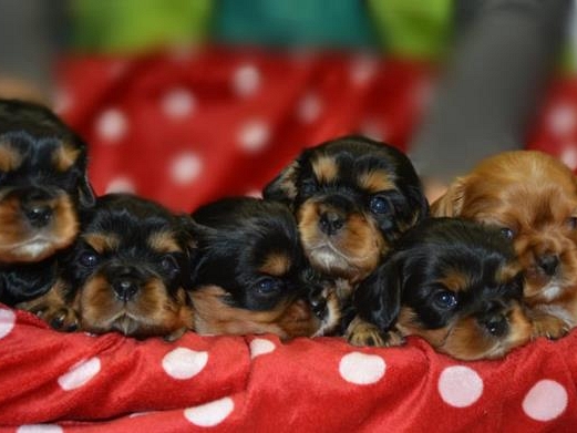 Cavalier king Charles spanijel