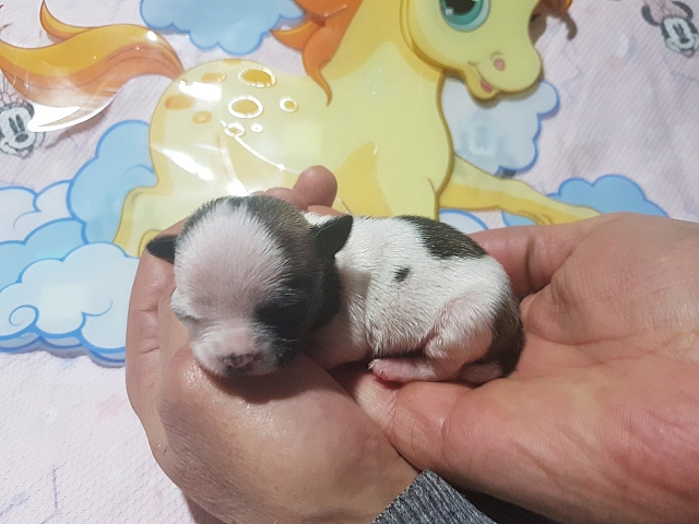 Mini čivave "Princess Chihuahua "