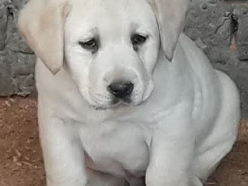 Labrador retriver stenci