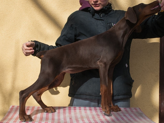 DOBERMANI di Gobelja - braon leglo