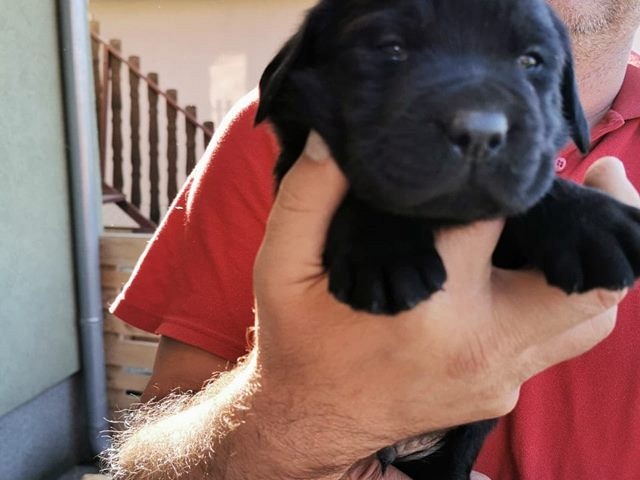 Labrador Retriver štenci !!!