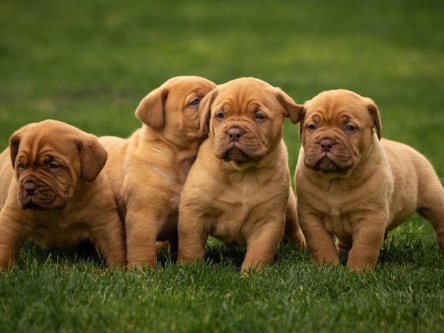 BORDOŠKE DOGE - štenci odličnih krvnih linija