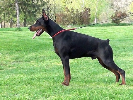 Doberman štenci