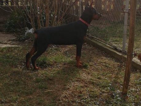 Doberman štene