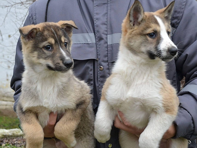 Zapadno Sibirska Lajka štenci