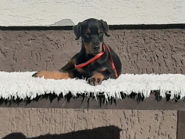 Doberman štenci