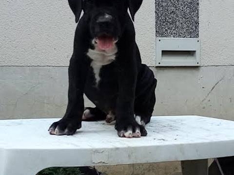 Cane Corso stenci