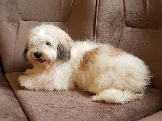 Coton de Tulear-Tulearski pas