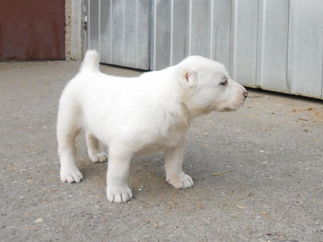 Srednjeazijski ovčar štenci