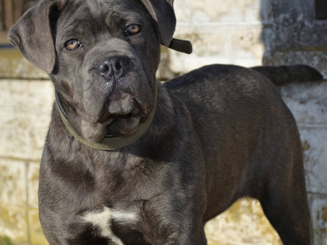 Siva CANE CORSO zenka