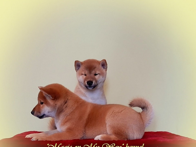 SHIBA INU štenci vrhunskog porekla