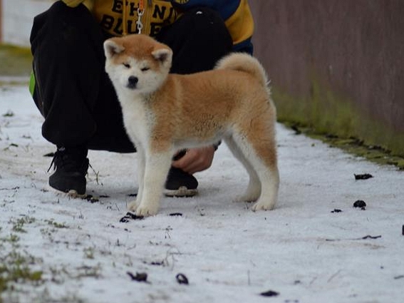 AKITA INU stenci