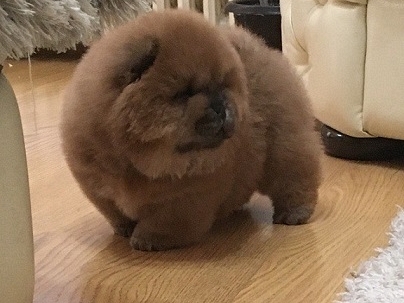 Chow chow zensko stene