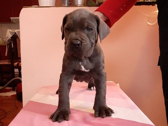 Cane corso štenci