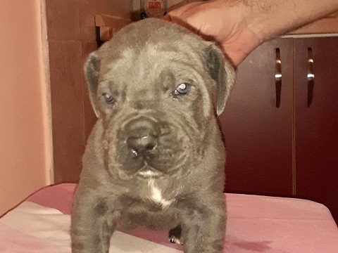 Cane corso štenci