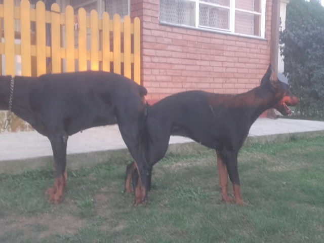 Doberman štenci