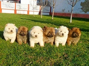 Chow chow cau cau stenad