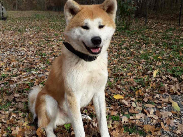 AKITA INU prelepi muzjak za parenje