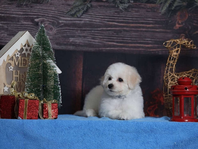 Prodajem stence KOVRDZAVOG BISONA