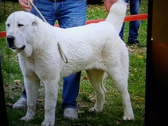 Srednjeazijski ovčar štenci