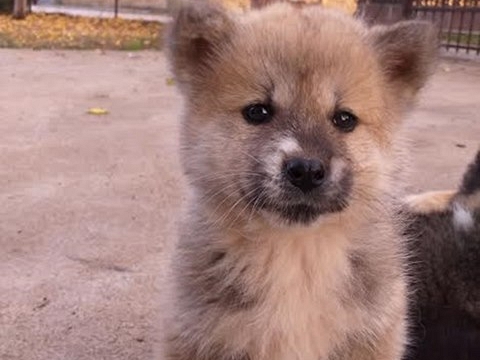 Akita inu, stenci