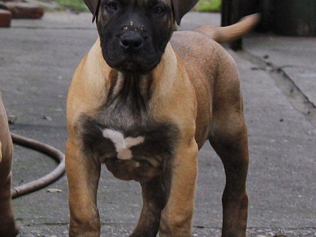 Stenci PRESA CANARIO sampionskog porekla