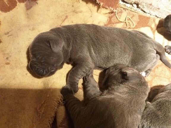 Cane corso štenci
