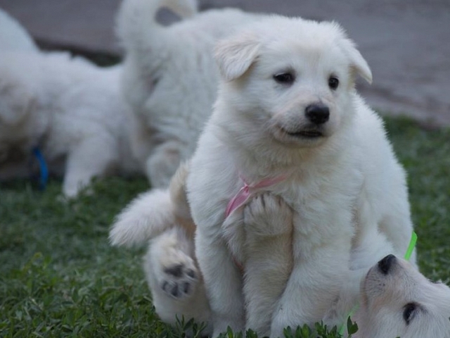 Beli švajcarski ovčar i belgijski ovčar štenci na prodaju