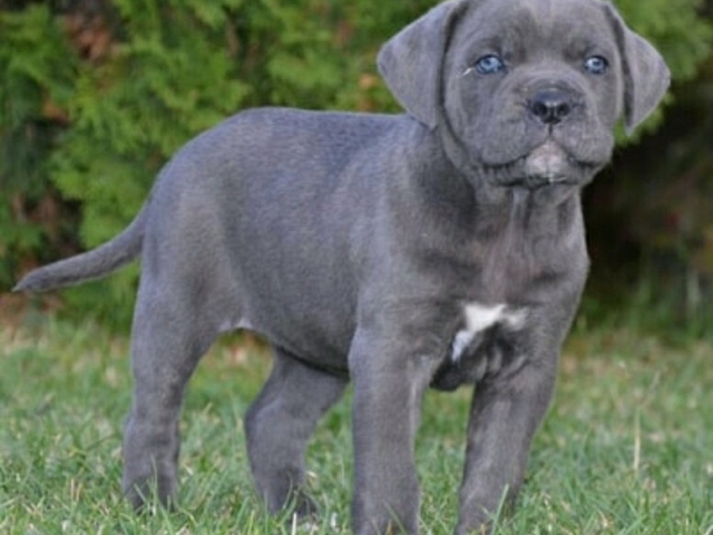 CANE CORSO sivi i crni
