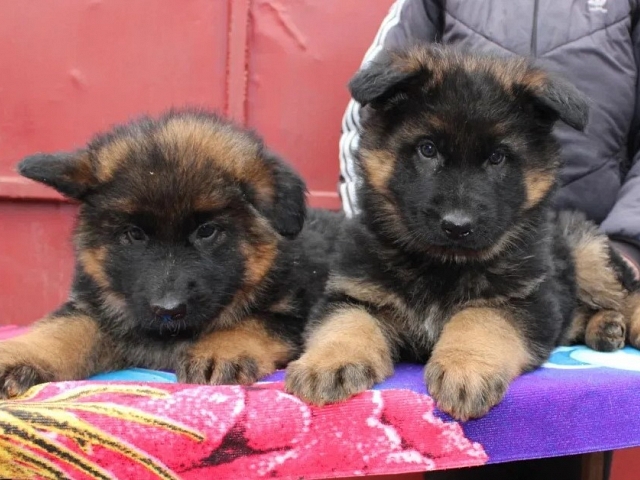 Nemacki ovcar i šarplaninac stenci na prodaju