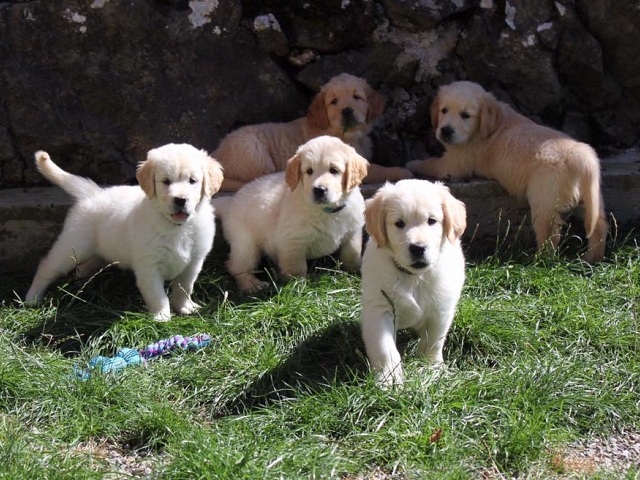 Zlatni retriver i njufaundlender stenci na prodaju