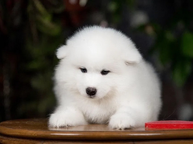 Samojed i sibirski haski stenci na prodaju