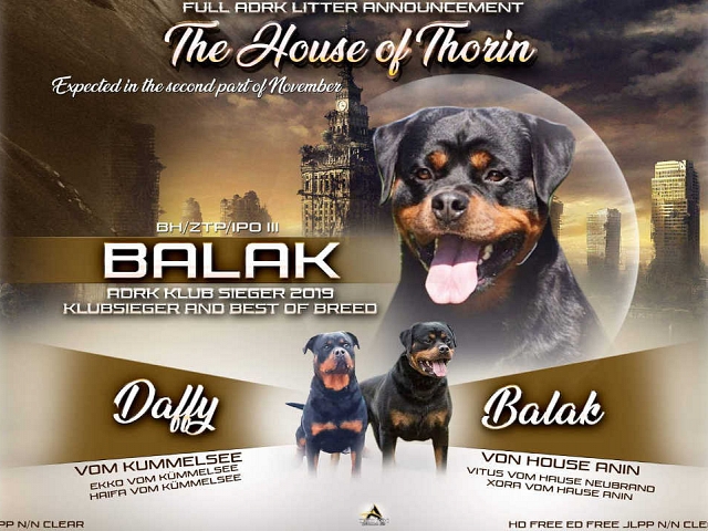 BALAK VOM HAUS ANIN - leglo ROTVAJLERA