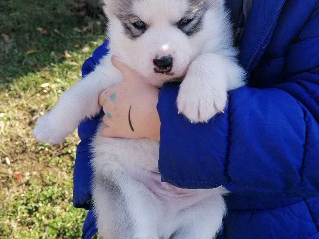 Stenci cistokrvnog Sibirskog Haskija